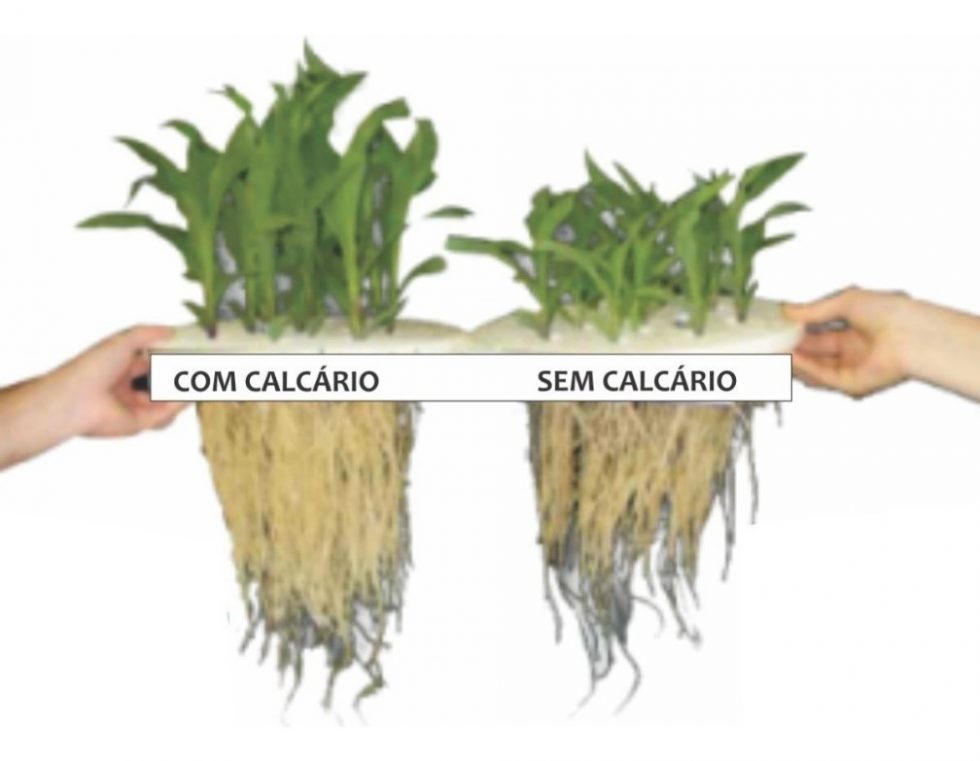O que é calcário no solo: conheça 5 tipos! | AgroPós