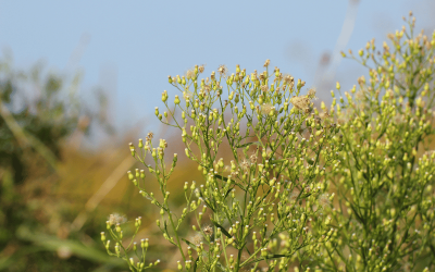 Buva: como manejar essa planta daninha! - AgroPós