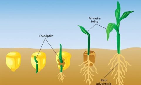 Germinação do milho: conheça os processos! | AgroPós