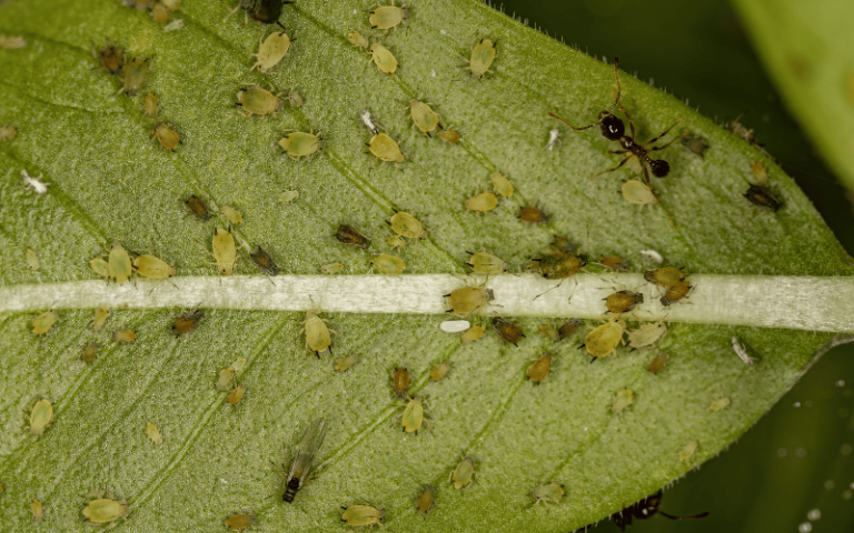 Pulgão: saiba o que é e como combatê-lo! - AgroPós