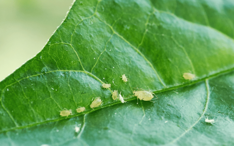 Pulgão: saiba o que é e como combatê-lo! - AgroPós
