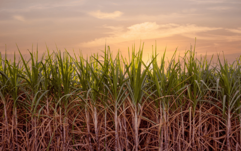 Canavial: conheça as etapas de plantio! - AgroPós