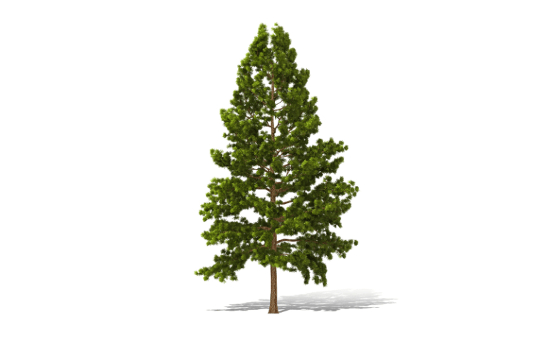 Conheça tudo sobre a árvore de pinus! - AgroPós