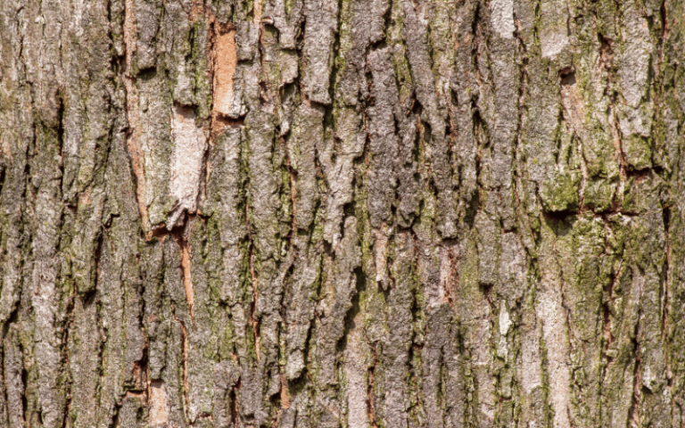 Acácia mangium: entenda o que é e para que serve! - AgroPós