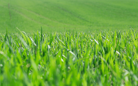 Conheça as principais espécies de braquiária! - AgroPós