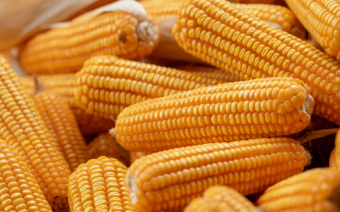 Veja 5 variedades de milho e características! - AgroPós