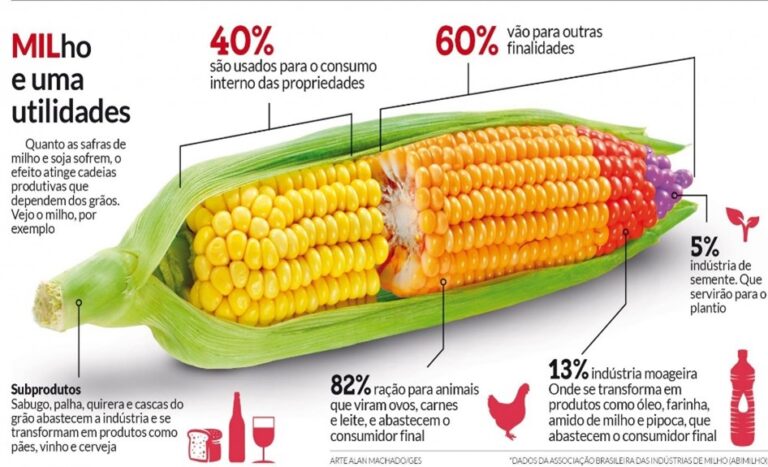 Veja 5 variedades de milho e características! - AgroPós