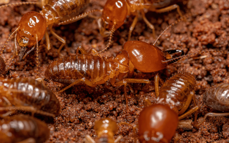 Cupins: conheça os diferentes tipos e o controle! - AgroPós