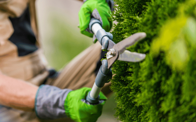 Poda: veja os diferentes tipos! - AgroPós