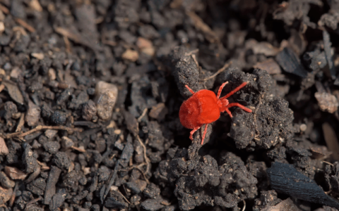 Ácaro vermelho: tudo que precisa sobre essa praga! - AgroPós