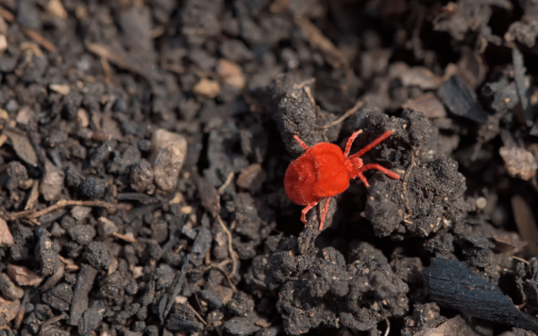 Ácaro vermelho: tudo que precisa sobre essa praga! - AgroPós