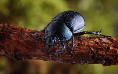 Besouros: entenda tudo sobre esses insetos! - AgroPós