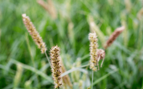 Carrapicho: tudo que você precisa saber! - AgroPós