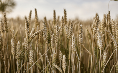 Cevada: tudo que você precisa saber! - AgroPós