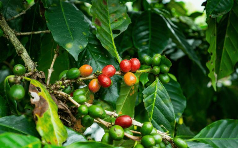Pé de café: conheça os tipos e formas! - AgroPós