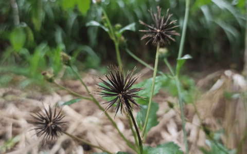 Picão-preto: tudo o que você precisa saber! - AgroPós