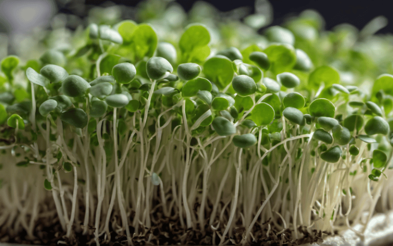 Cotilédone: conheça o seu potencial! - AgroPós